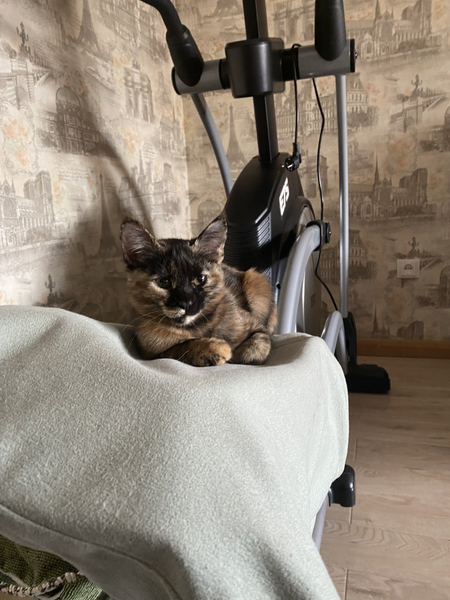 Кошечка около 2,5 месяцев