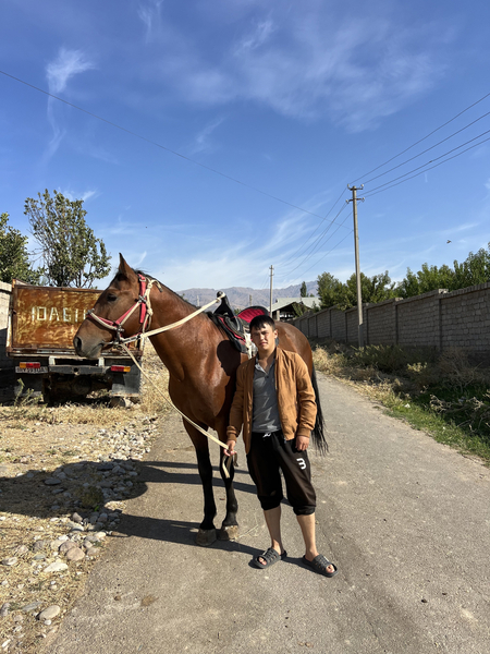 Ot sotiladi uloqchi ot лошадь продается Mashxur Adiyat nomi Qorabayir