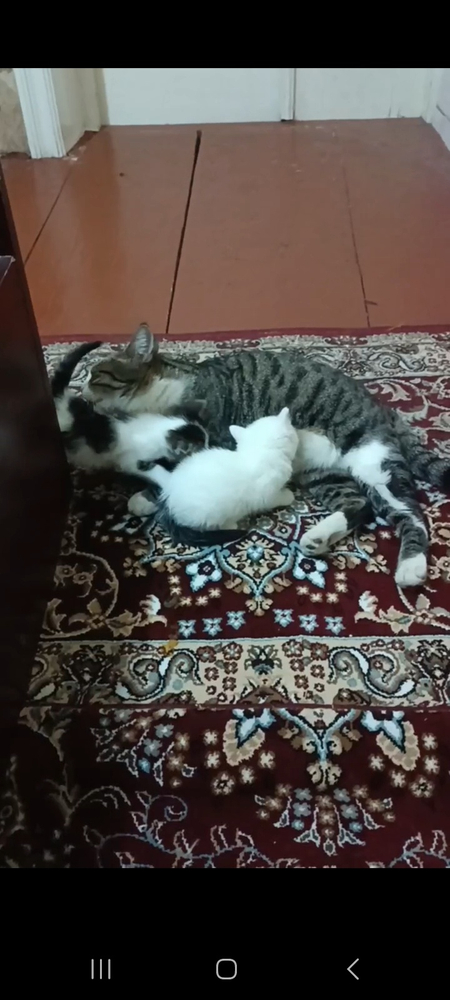 Aqilli uy mushugi