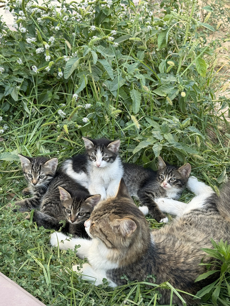 Котята маленькие