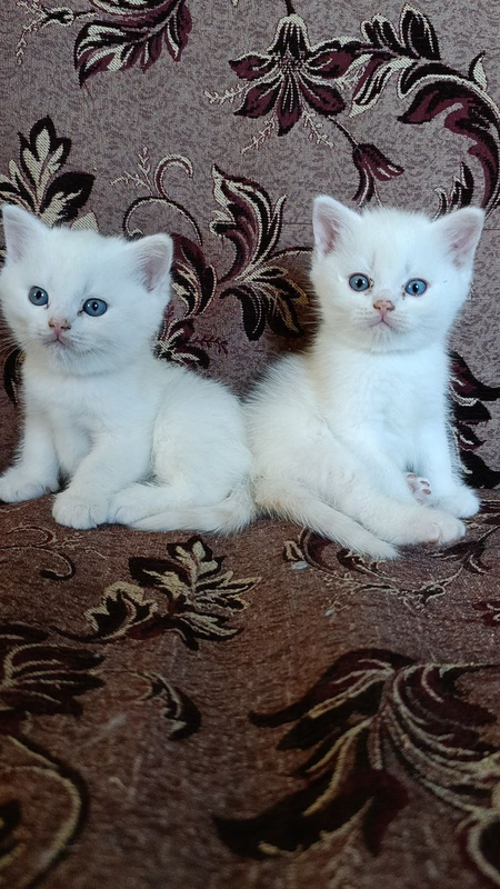 Продаются котята