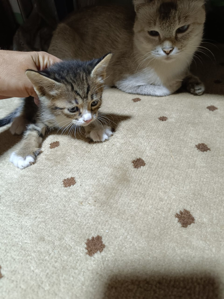 Отдаём котят в хорошие руки