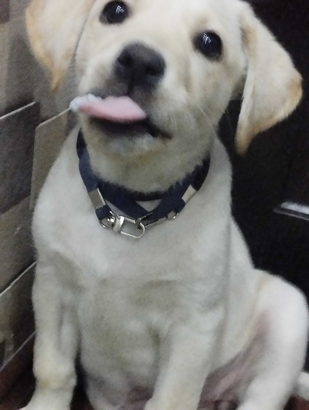 Labrador retriever Лабрадор