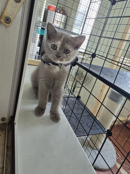 Шотландский котёнок страйт девочка