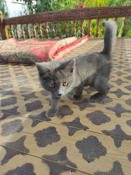 Британский Скоттиш страйт