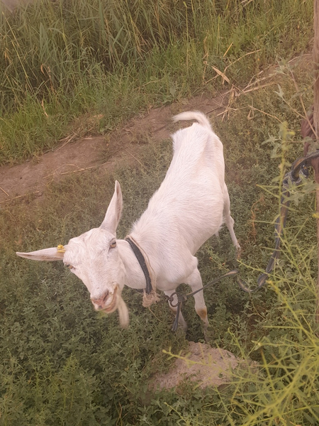 Echki sotiladi..