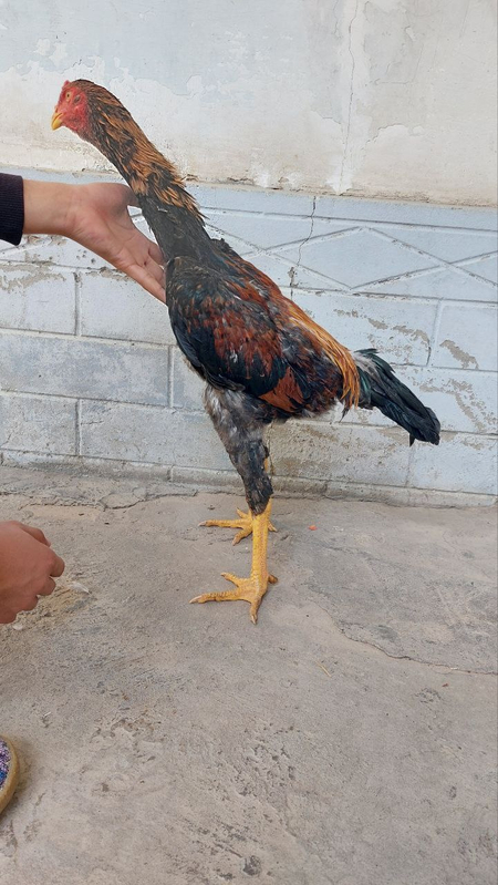 Shamo dakan toza jo\\\'ja