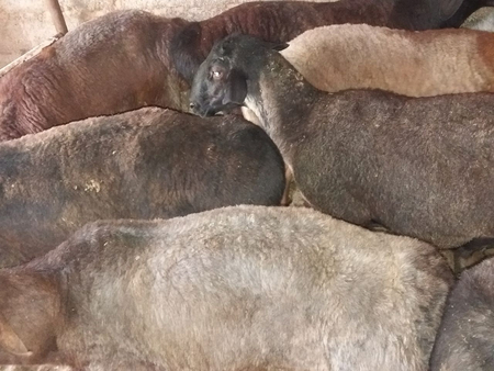 Qo'chqorlar sotiladi