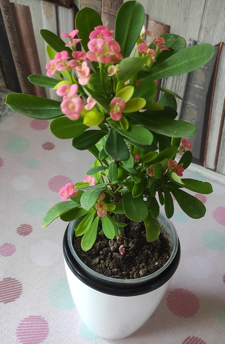Продам 2 красивых молочая