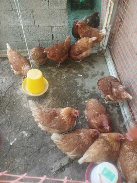 Lemin biravun tovuqlari sotiladi endi tuxumga kirgan yosh 6 oylik