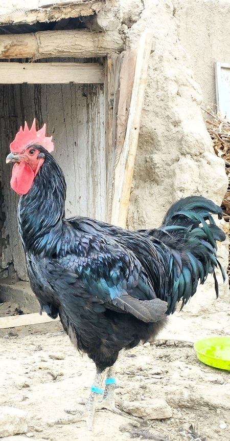 Gigant Qora Shaxzoda Гигант Кора Шахзода Тухуми