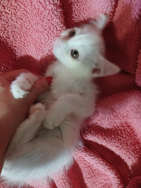 Белый котёнок мальчик, 3 месяца, добрый и ласковый
