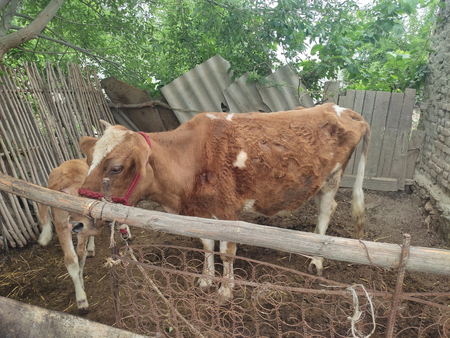 Mol yaxshi rangi sariq bolasi xam bor