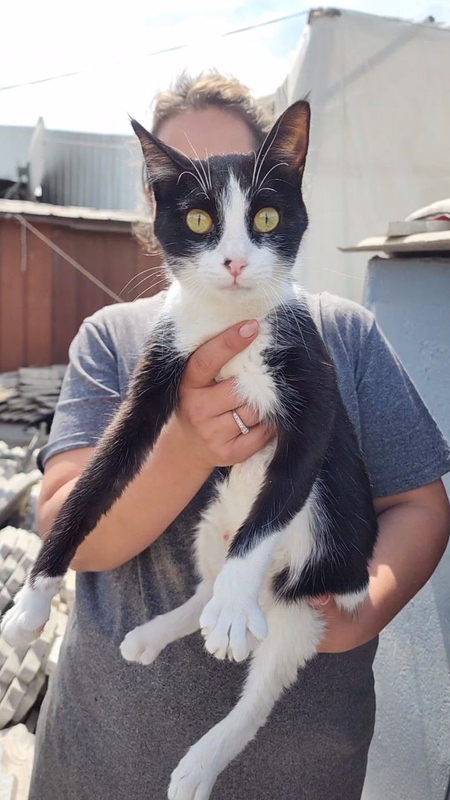 Котята даром в добрые руки