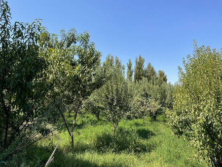 Hovli sotiladi 17 sotix • Tosh. vil. Oqqo'rg'on tumani Oytamg'ali maha