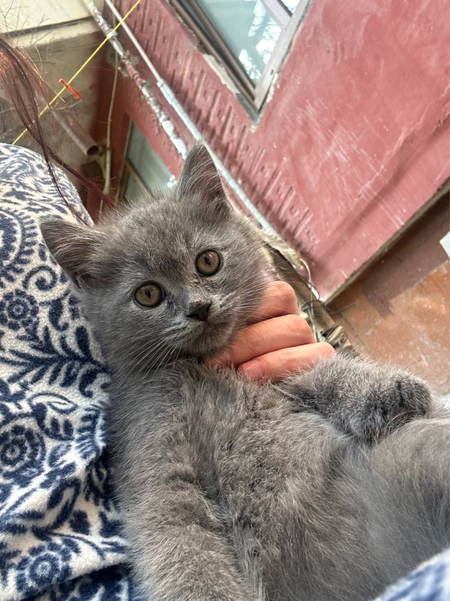 Британцы котятки.