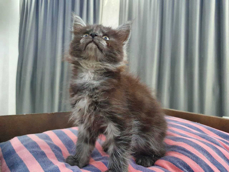 Мейн-Куны котята