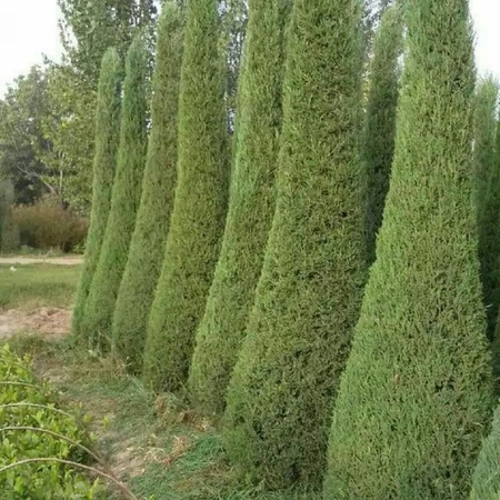 Archa kesamiz  forma beramiz