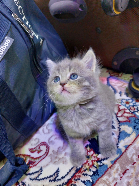 Котята скотиш страйт и скотиш фолд