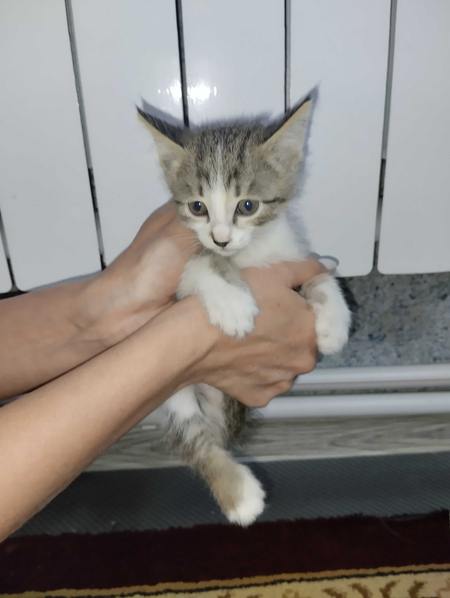 Отдам котят/Mushukchalarni beraman