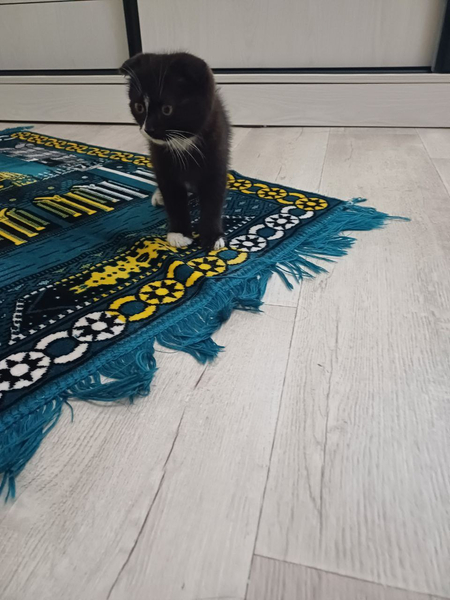 Котёнок вислоуха 50$
