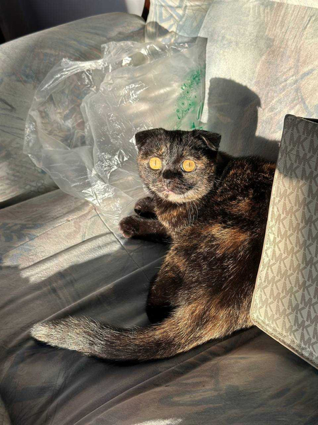 Кошка 1 год, породистая