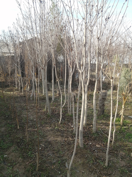 Kashtan darahtlari bor