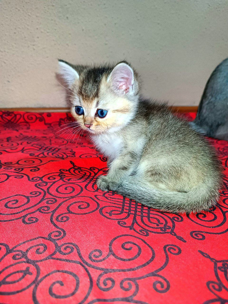 Золотистая шиншилла, golden chinchilla, shinshilla sotiladi