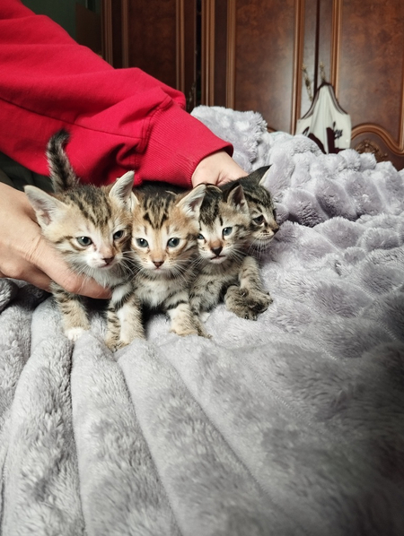 Смешанные котята оцикет