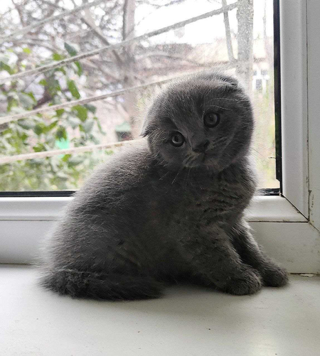 Продается котенок скоттиш фолд