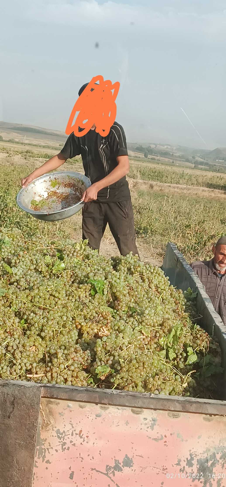 Vino qilishga uzum sotiladi
