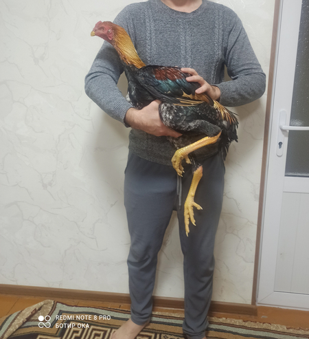 Тозза зот Жужа сотилади