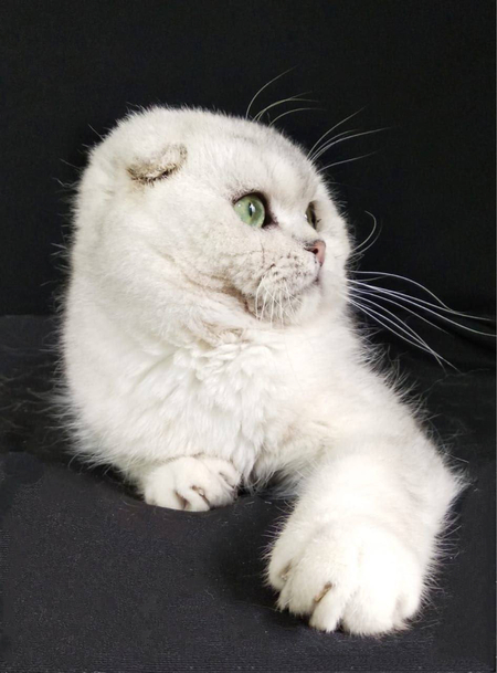 Вязка !!!Супер красавчик шотландский вислоухий Кот