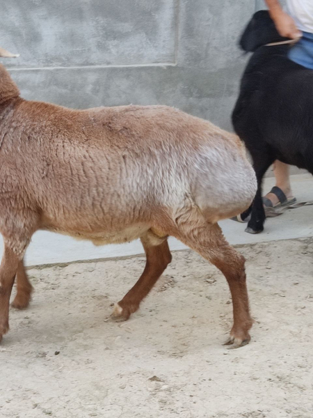 Qoylar sotiladi 2 ta