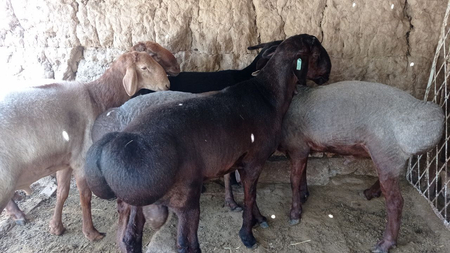 Qochqor sotiladi