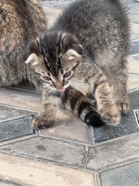 Вислоухие котята