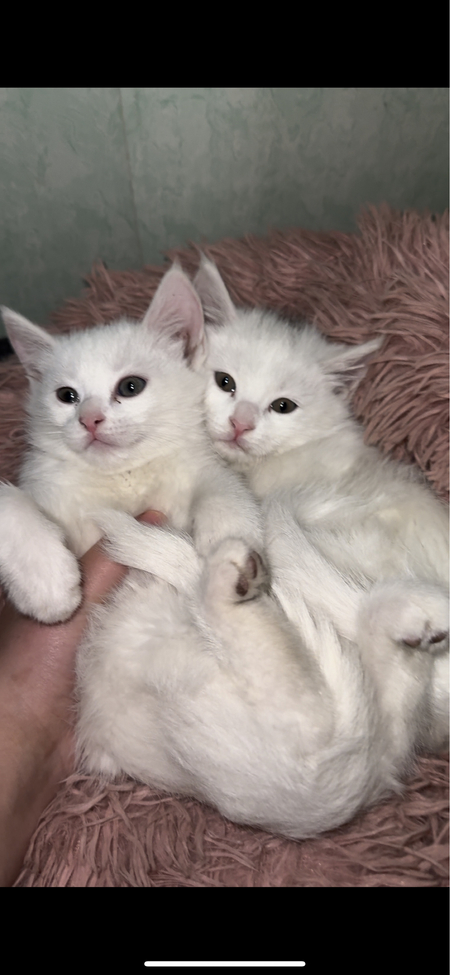 Чистокровные котятки турецкая ангора