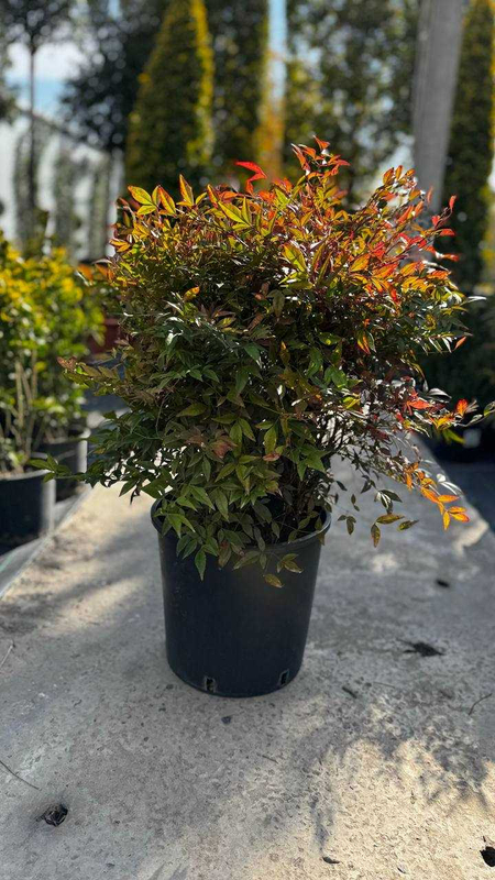Нандина l Nandina