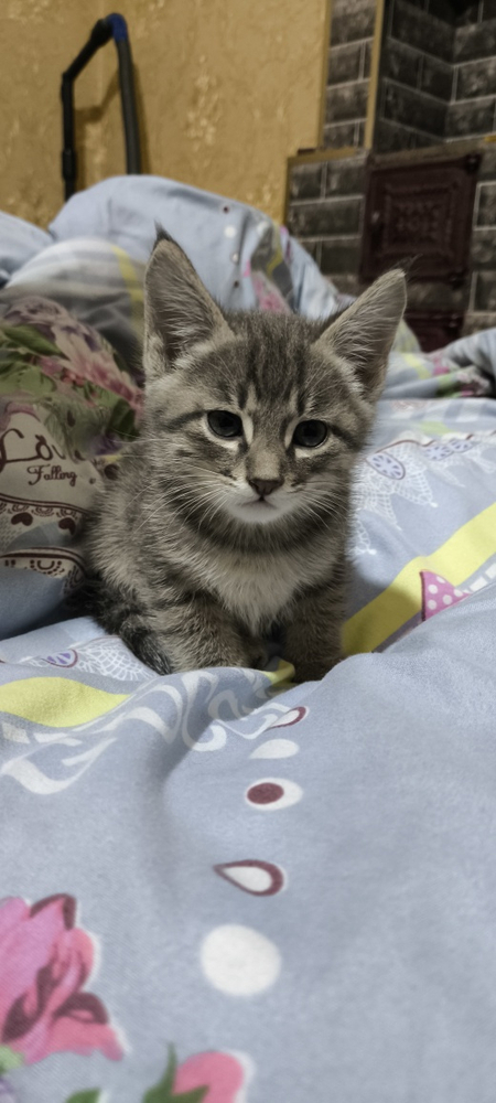 2 oylik Mushulchala