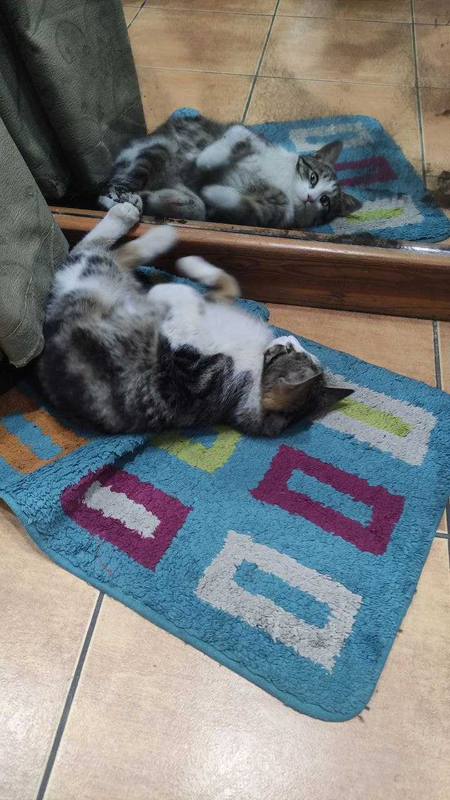 Котёнок пёстрого окраса с белыми лапками