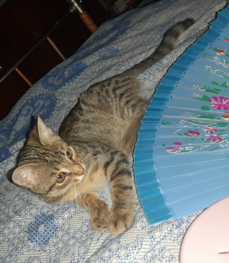 Отдам котёнка-девочка, только, в добрые и заботливые руки.