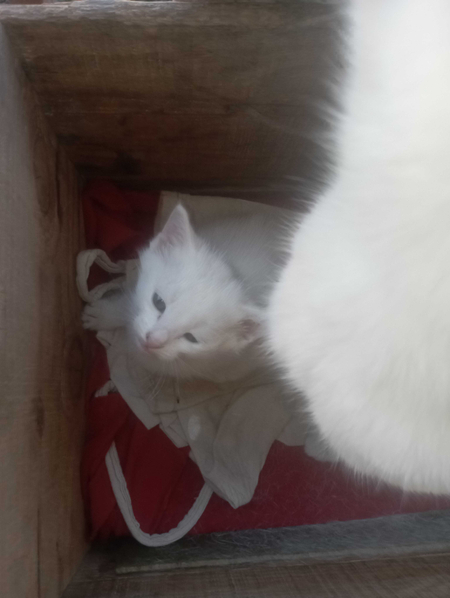 Отдам белого котенка