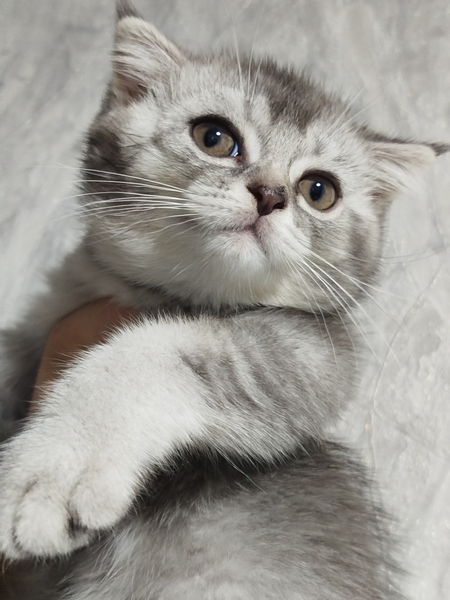 Британец котенок