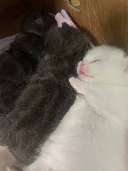 Котики продается