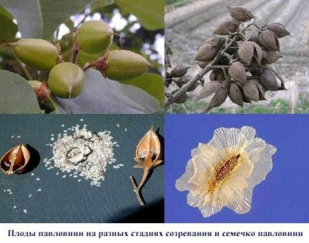 Pavloniya urug'i