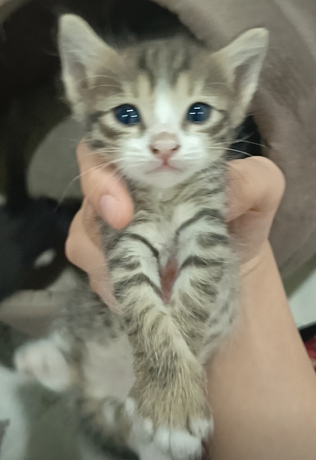 Котята  голубо глазые