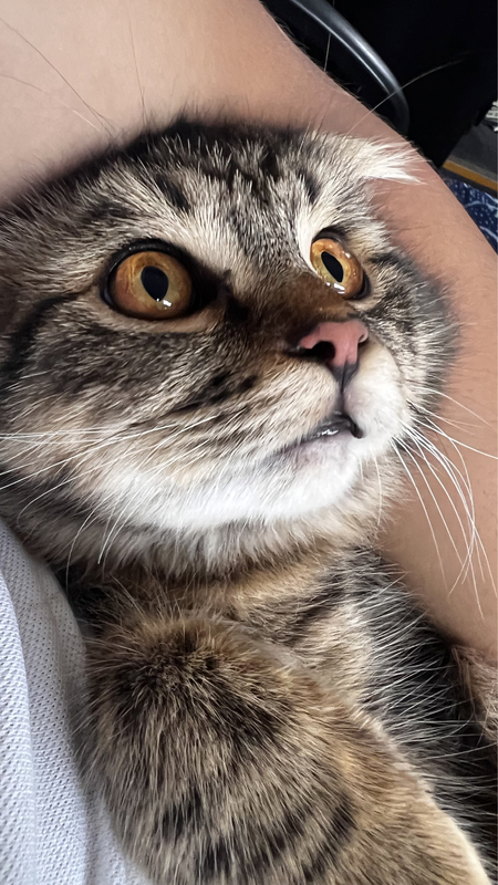 Кошка скоч.
