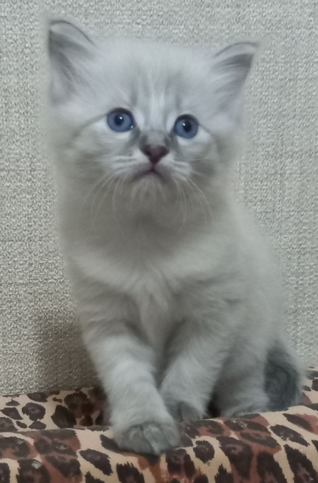 Продаются тайские котята