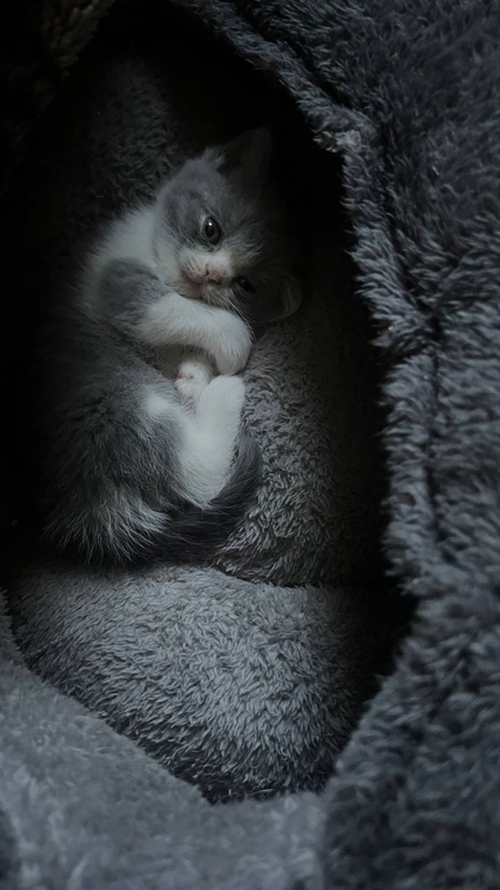 Котята порода (британ )