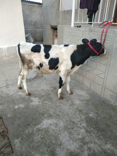 Buqacha 5 oylila